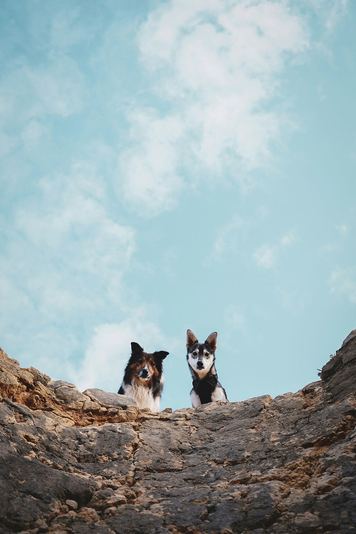 Stray. Waiting by the edge of the sidewalk or… | by Poet Daniel | Know ...