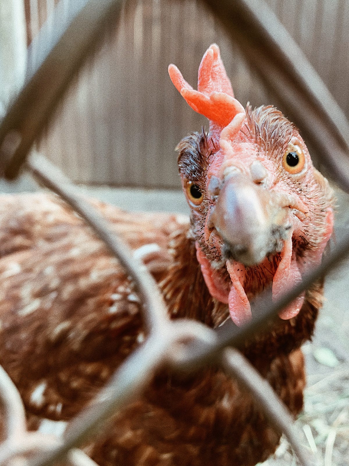 THE WAR ON THANKSGIVING. The event happened mid November, the… | by ...