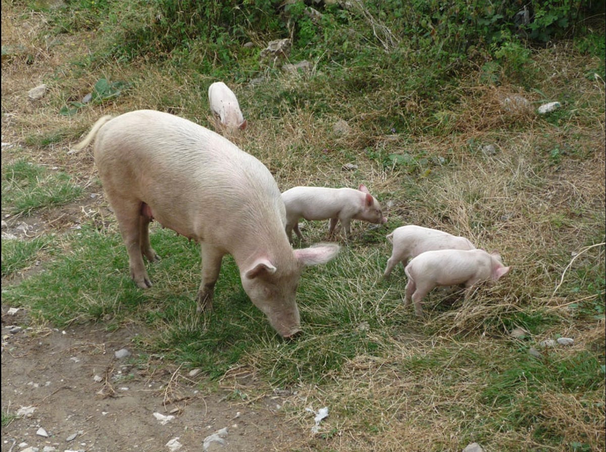 PIG FAMILY. Yes, pigs like mud It cools their skin… | by Maureen ...