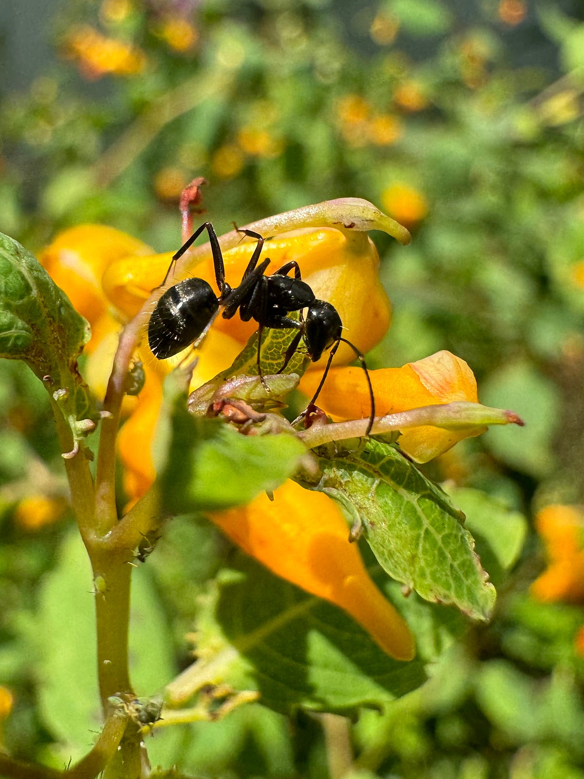 An Ant at the Summer’s End Feast - The Daily Cuppa - Medium