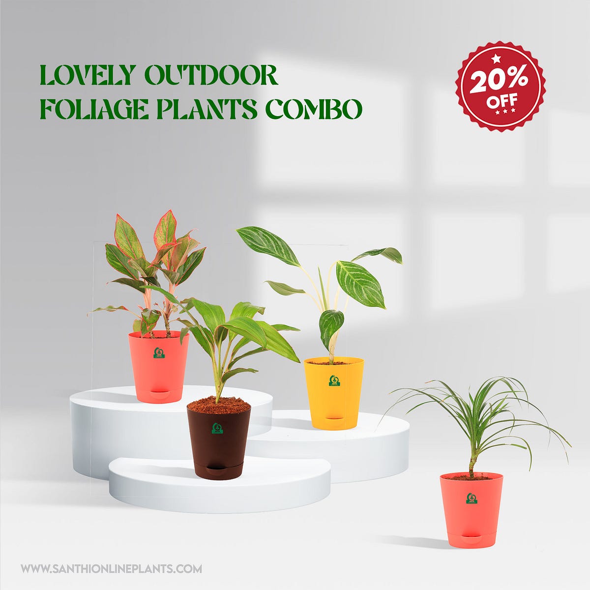 Lovely Outdoor Foliage Plants Combo - santhionlineplants - Medium