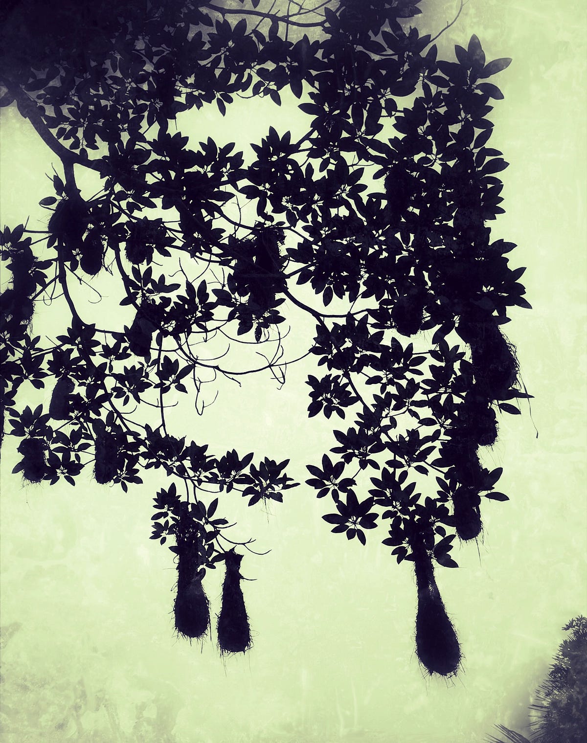 The Nature of Werifesteria. The closer I got to the departure date ...