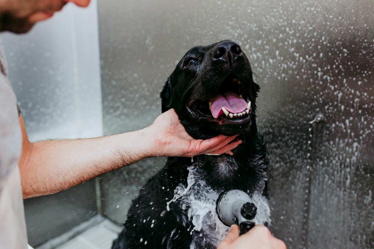 Professional Dog Wash: Know Why It Is a Good Idea - Pawcare - Medium