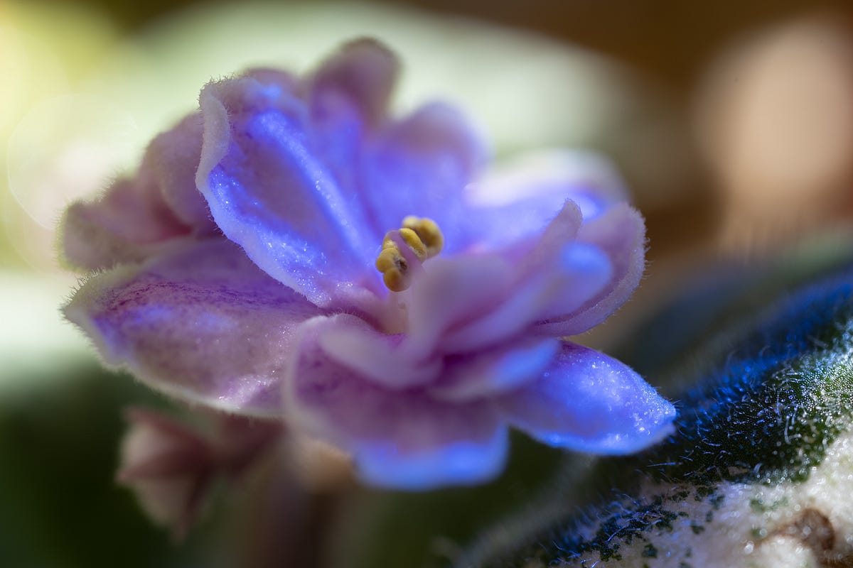 African Violet Macrophotography. It’s all in the details — photos were ...