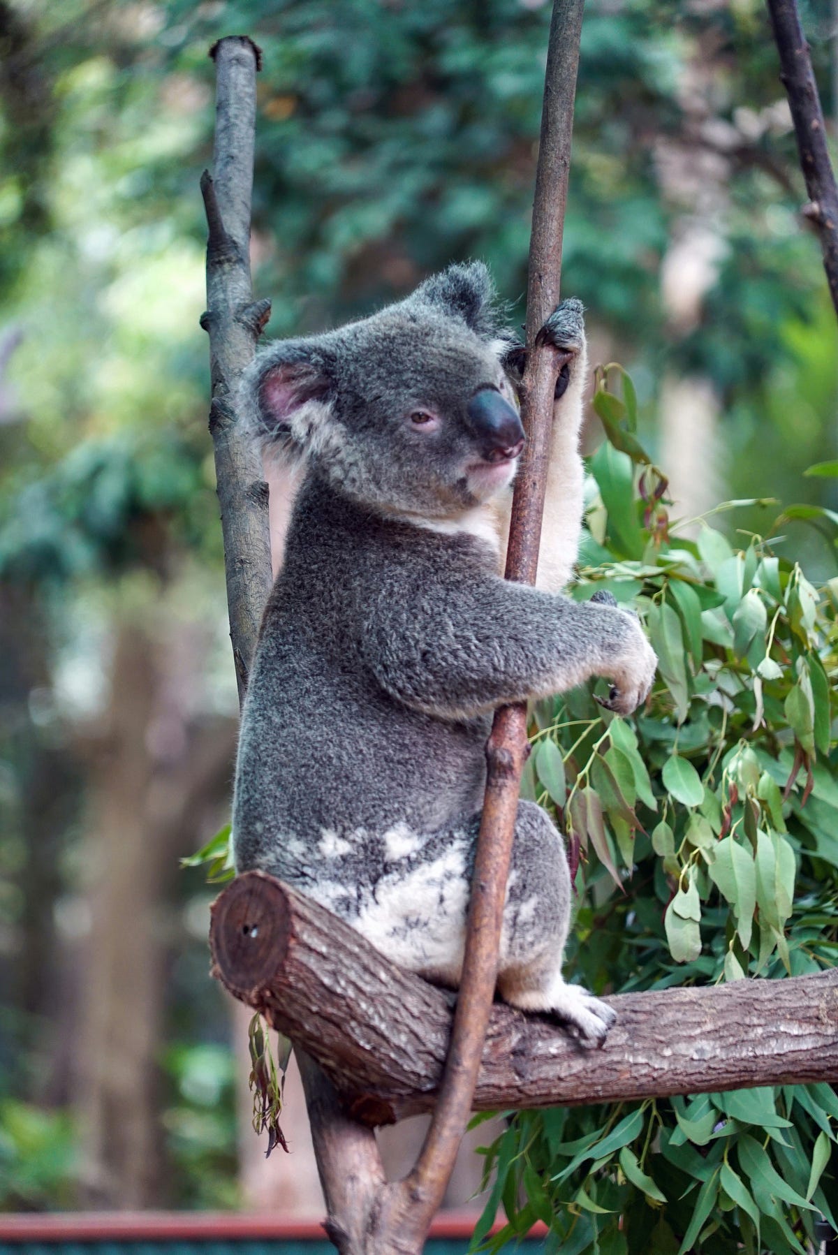 Koala Mentality. How to Adopt a ‘Hang On’ Attitude | by Patience Hunter | Medium