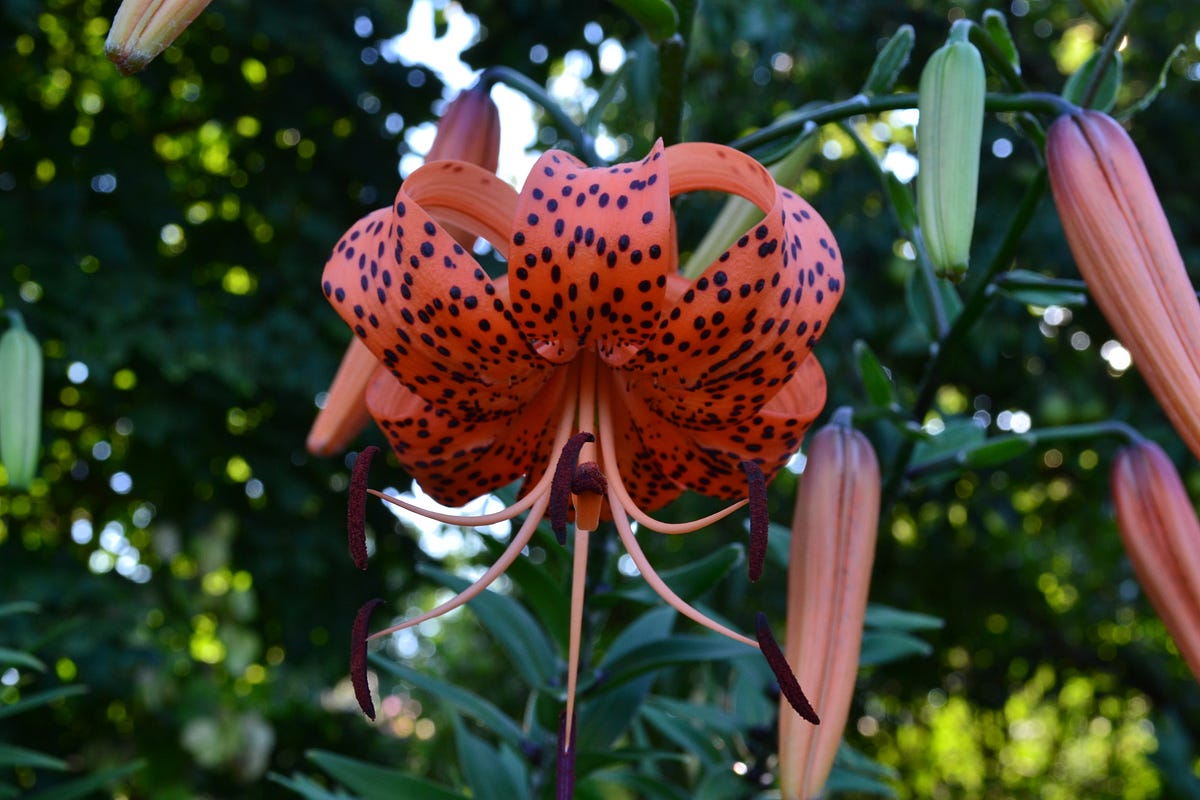 The importance of this photo, to me, stems from the Tiger Lily itself ...