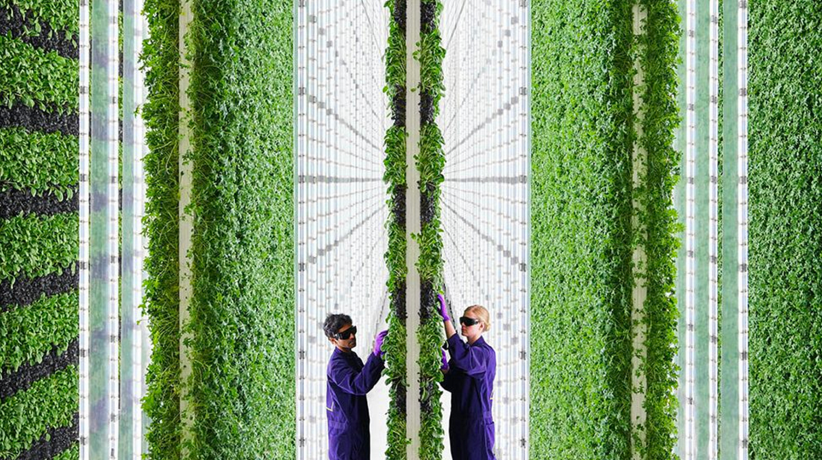 The impact of digitalization on vertical farms | by Gabriel M. A ...