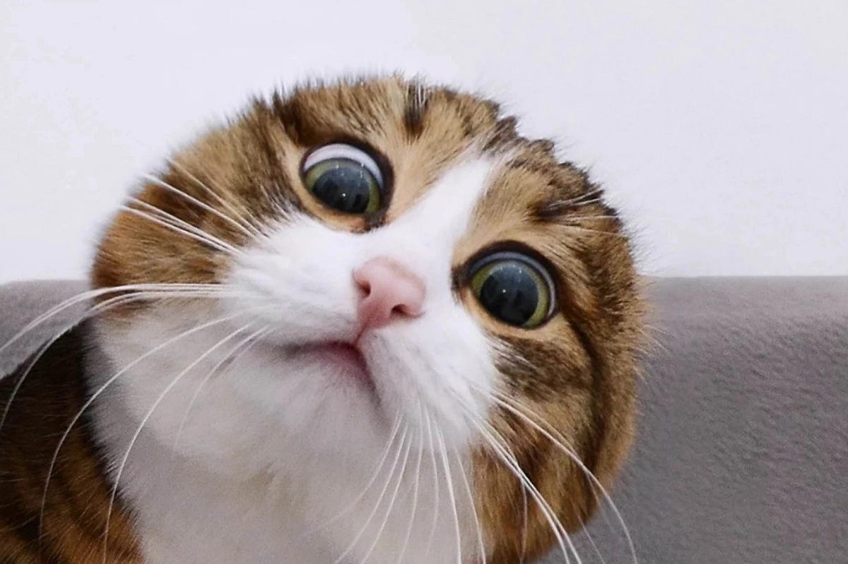 O extremismo no Brasil é um fruto da censura ou uma consequência do excesso de liberdade de ...