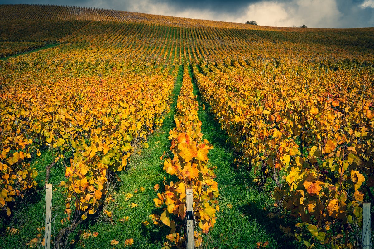 香檳之三: Lesser Land; Better Wine. - Su Hung Chang - Medium