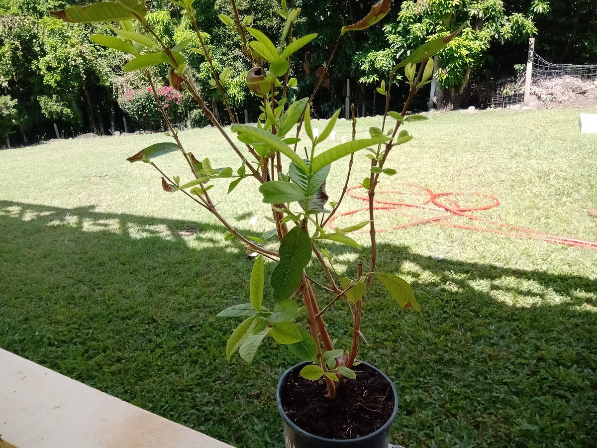 Amazing Plant Recovery - The Daily Cuppa - Medium