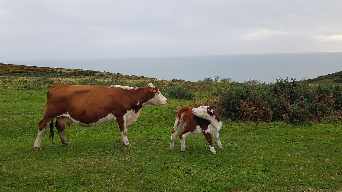 Breathing to the Nucleus. Alienated. Like I had separated from my… | by Call Me Stef | Medium