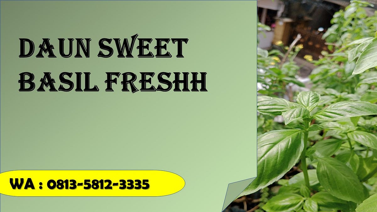 Bisa Untuk Plenting Dan Bahan Makanan!!, WA 0813–5812–3335, Petani Daun ...