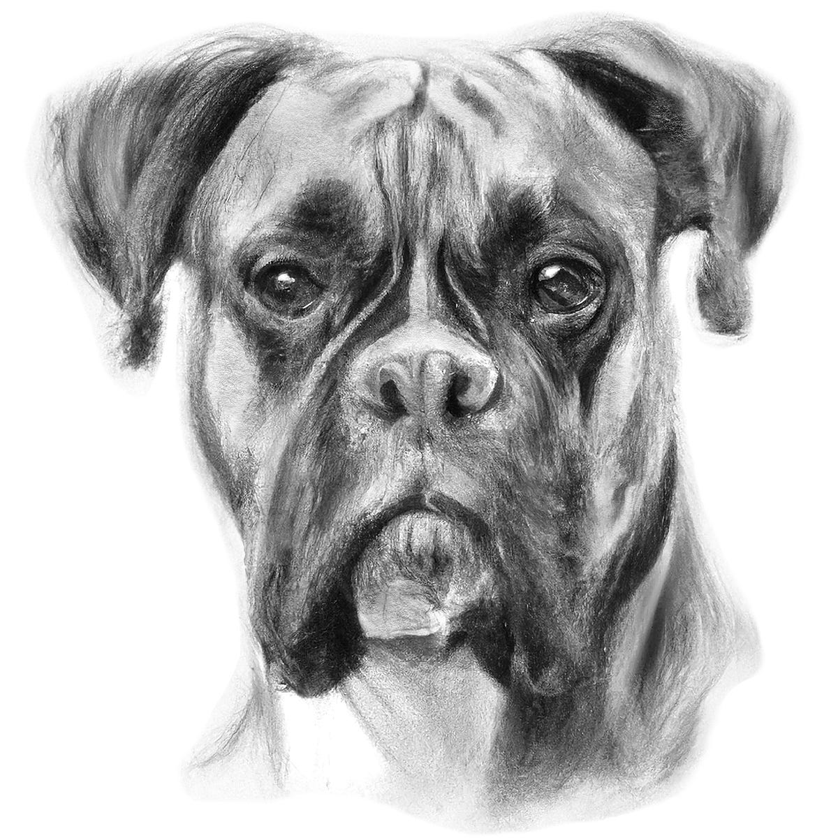 A poem about a Boxer - Jason Harper | PortraitsofDogs.com - Medium