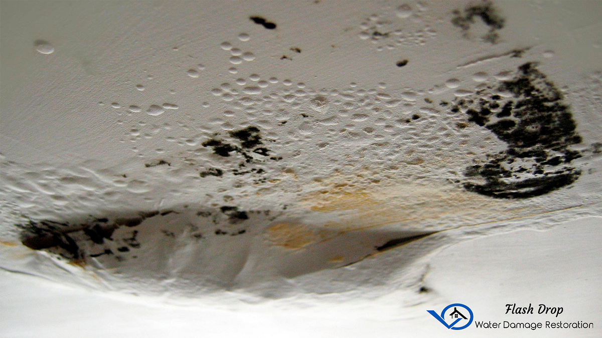 Common Mistakes to Avoid During Mold Removal | by Flash Drop Water ...