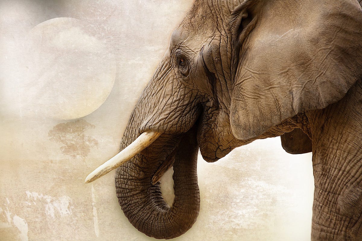La diplomazia dell’elefante. La storia di Abul Abaz, “ambasciatore ...