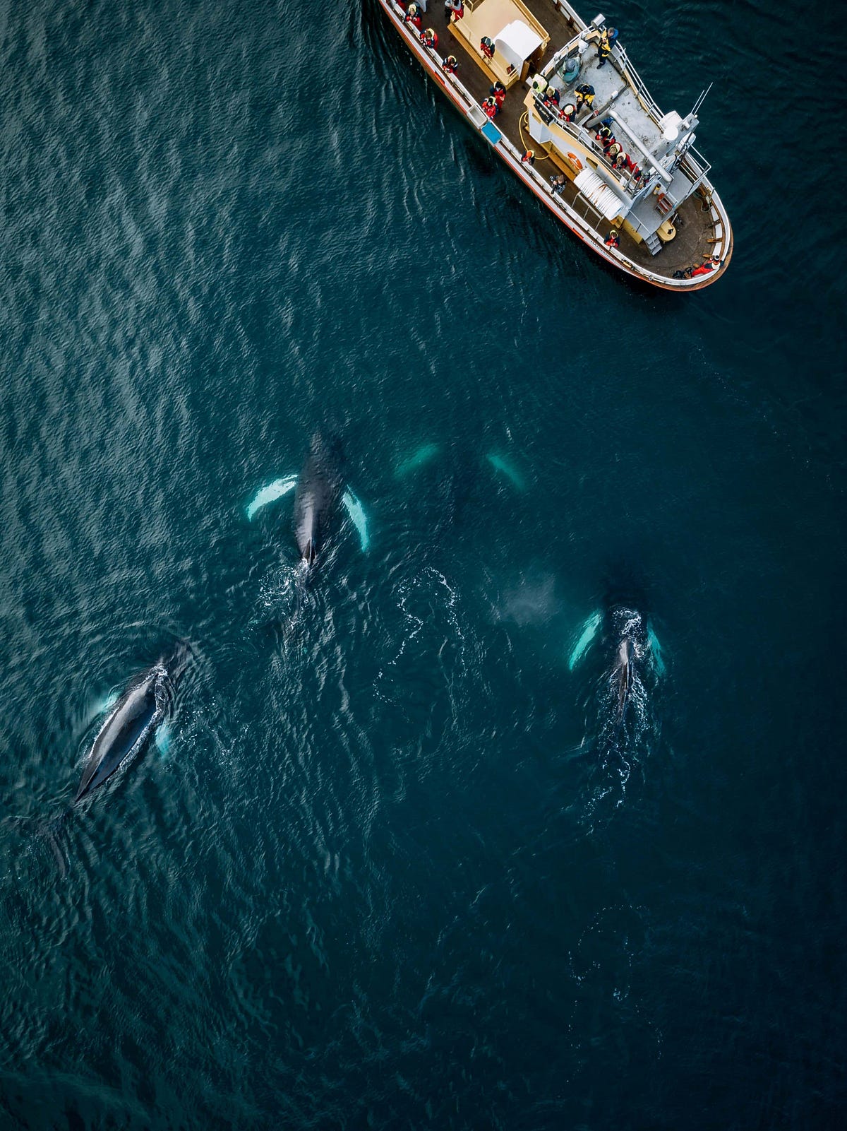 Beluga | $BLG — Save our wildlife! - Beluga - Medium