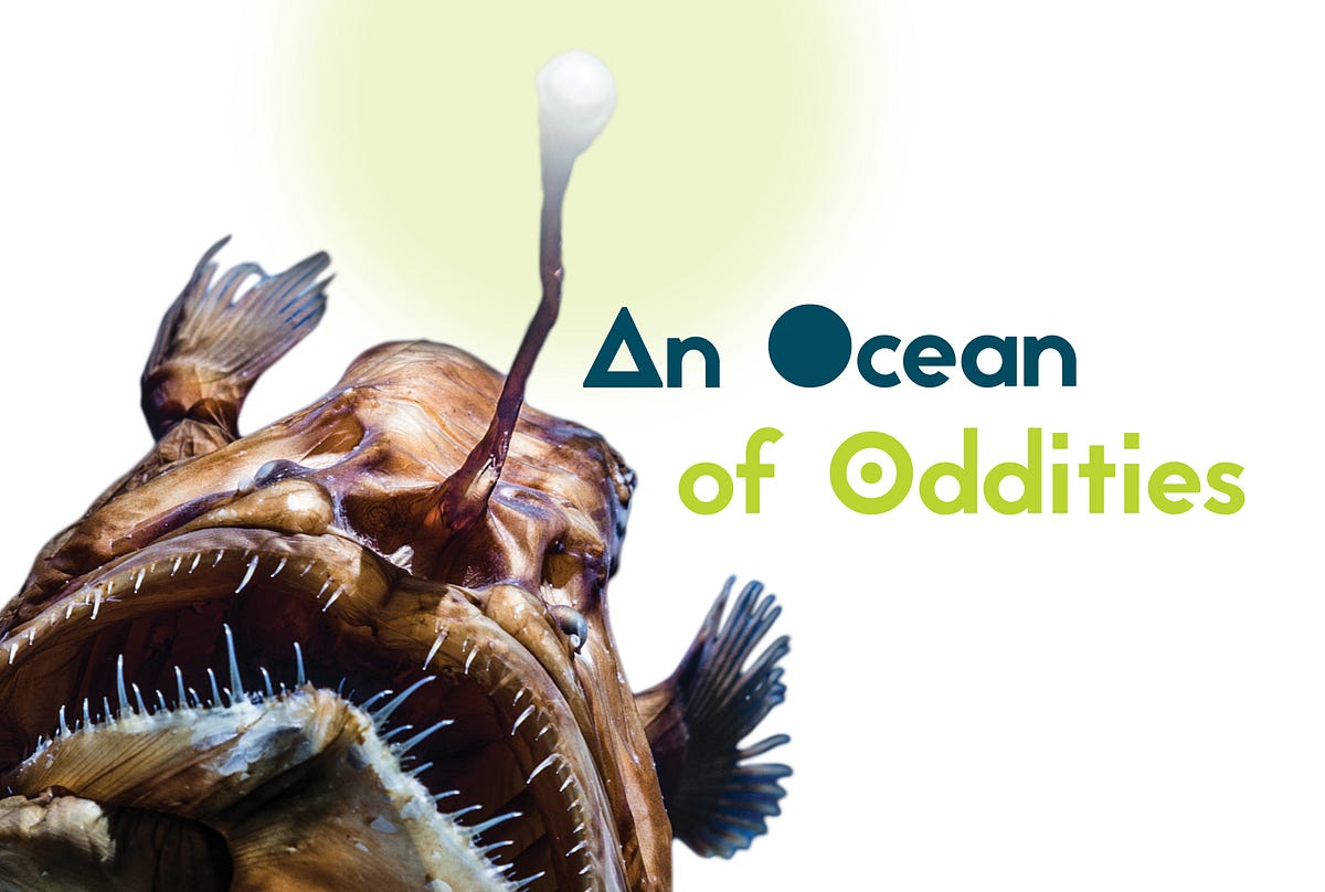Ocean of Oddities. Fins, gills, shells and scales aren’t… | by National ...