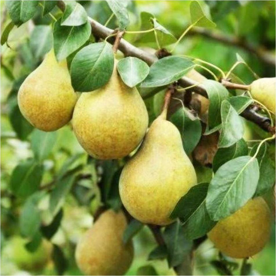 Paling Popular Bibit Tanaman Buah Pir Kuning Cangkok Lebih Cepat ...