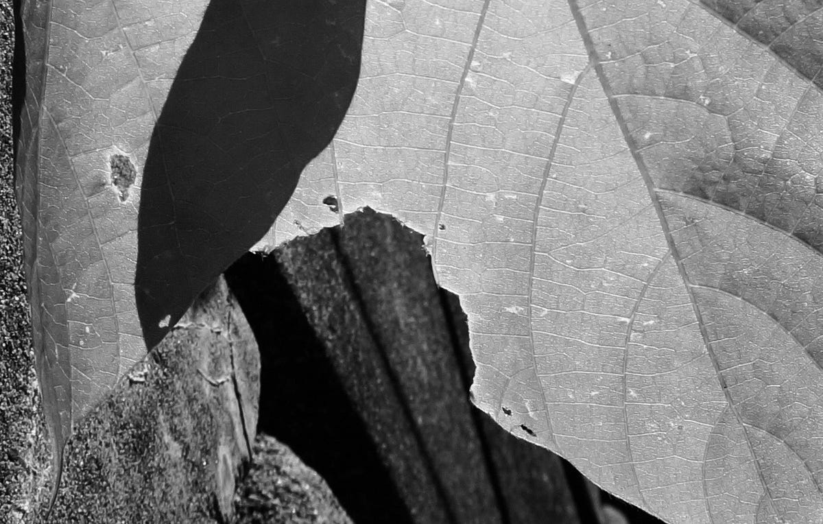 Morphology. 13/06/19 | by Gabriel Thomas Stevens | Medium