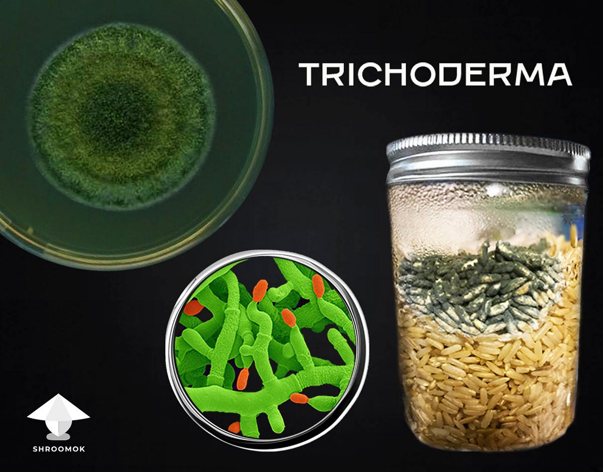 Trichoderma Green Mold contamination in mushroom cultivation: how to ...