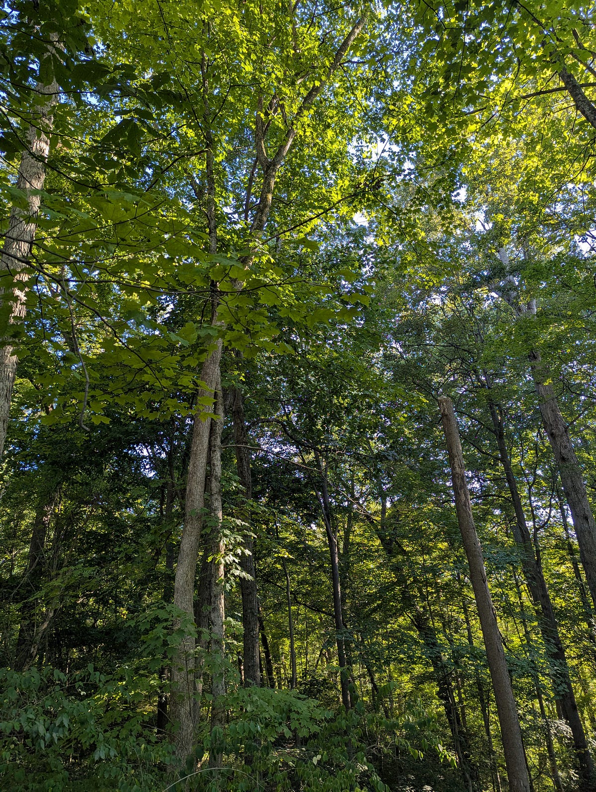 Green Forest - Wynter Ember - Medium