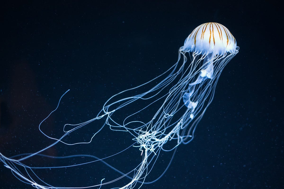 The Jellyfish Who Watched Movies - Centina Pentina - Medium