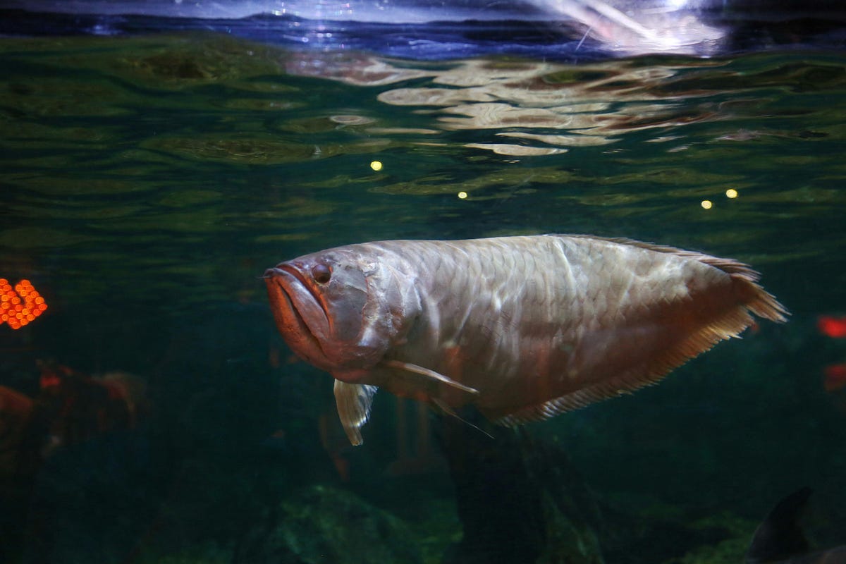 The Asian Arowana: A Resplendent Gem of Freshwater Aquariums | by Ch ...