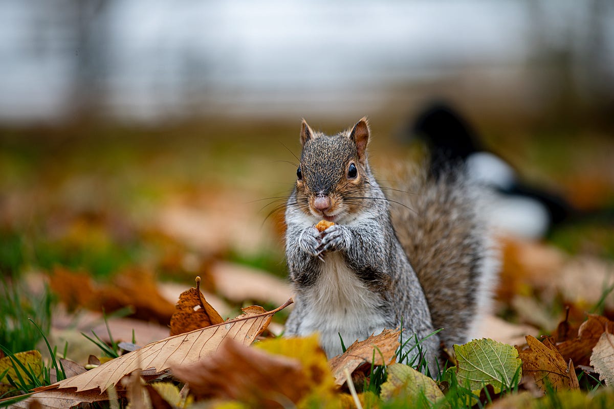 The Brain-Boosting Power of Taking Long Walks in Nature | by Matt ...