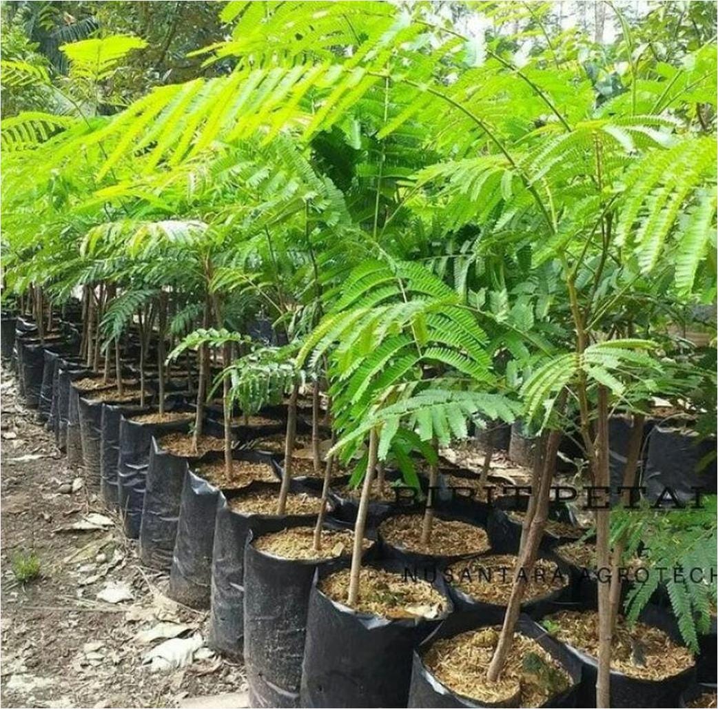 Bibit Pete Petai Super Jumbo Terlaris Kota Pasuruan Terunggul | by ...