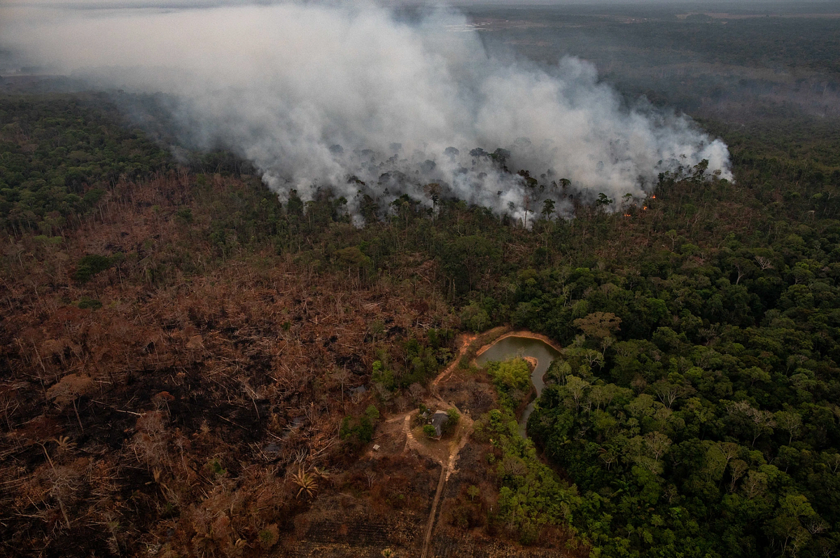 Take Action To Save The Amazon.. The Amazon rainforest is burning at a ...