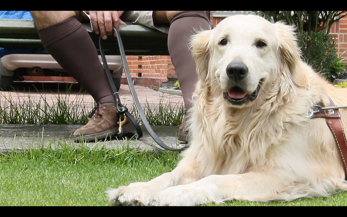 Perros lazarillo, guías de cuatro patas | by Valentina Gómez | Medium