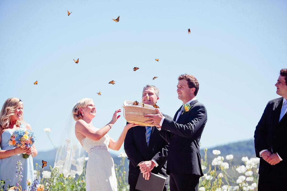 Butterfly Release in California - Farfalla Butterfly Co - Medium