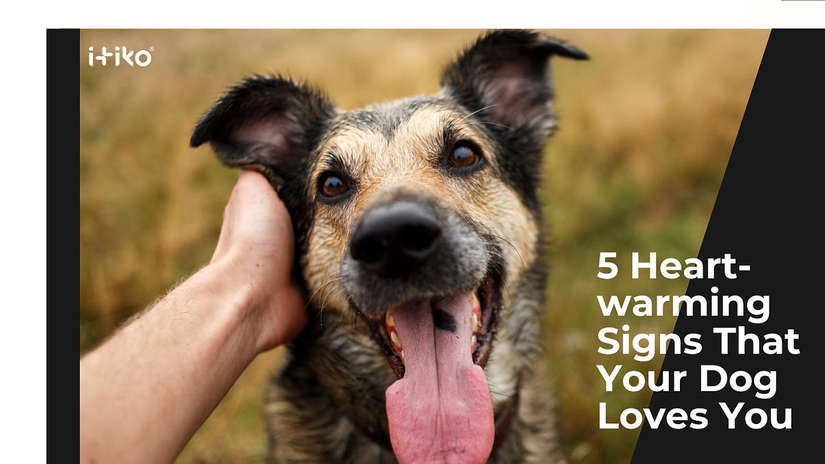 5 Heartwarming Signs That Your Dog Loves You | by Itiko - Delightful ...