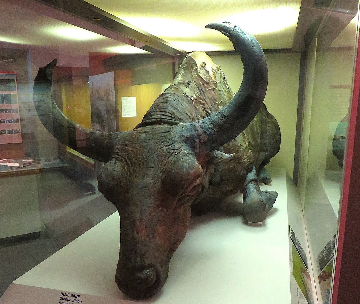 What Does a 50,000-Year-Old Bison Stew Taste Like? | by Prateek ...