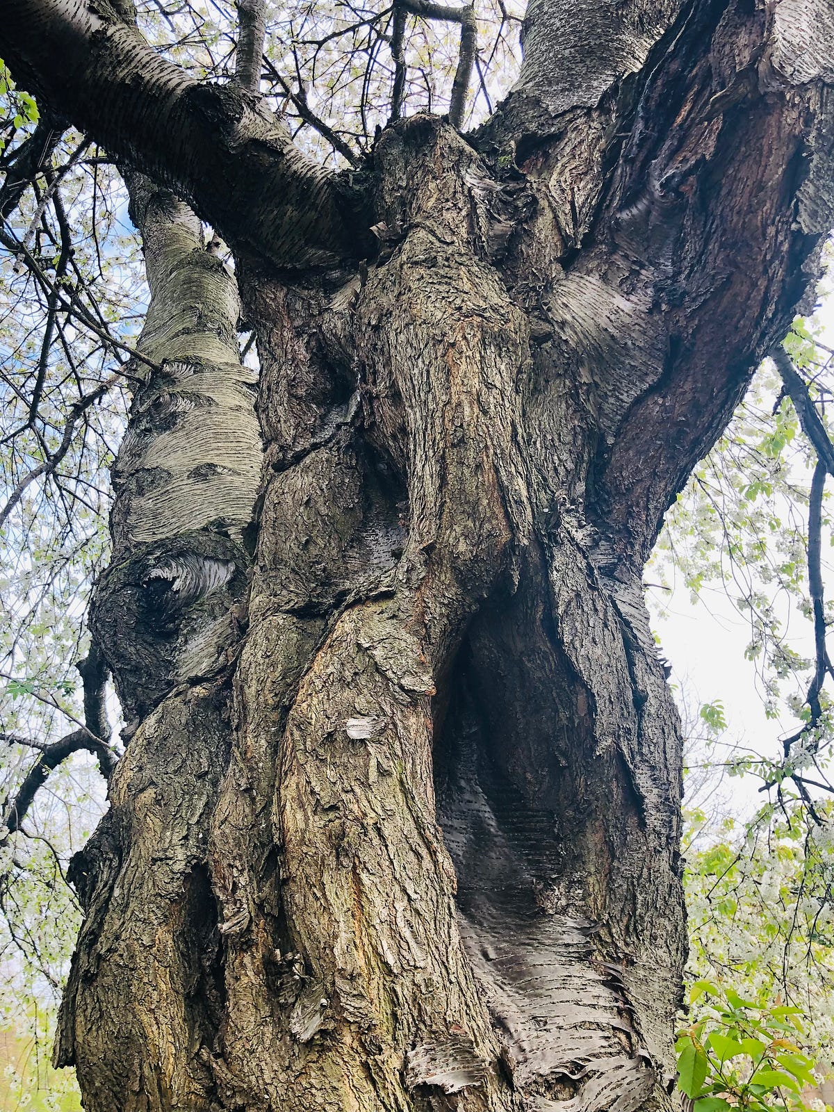 The Bones of Trees. “Although the blackbird may confuse… | by Stephanie ...