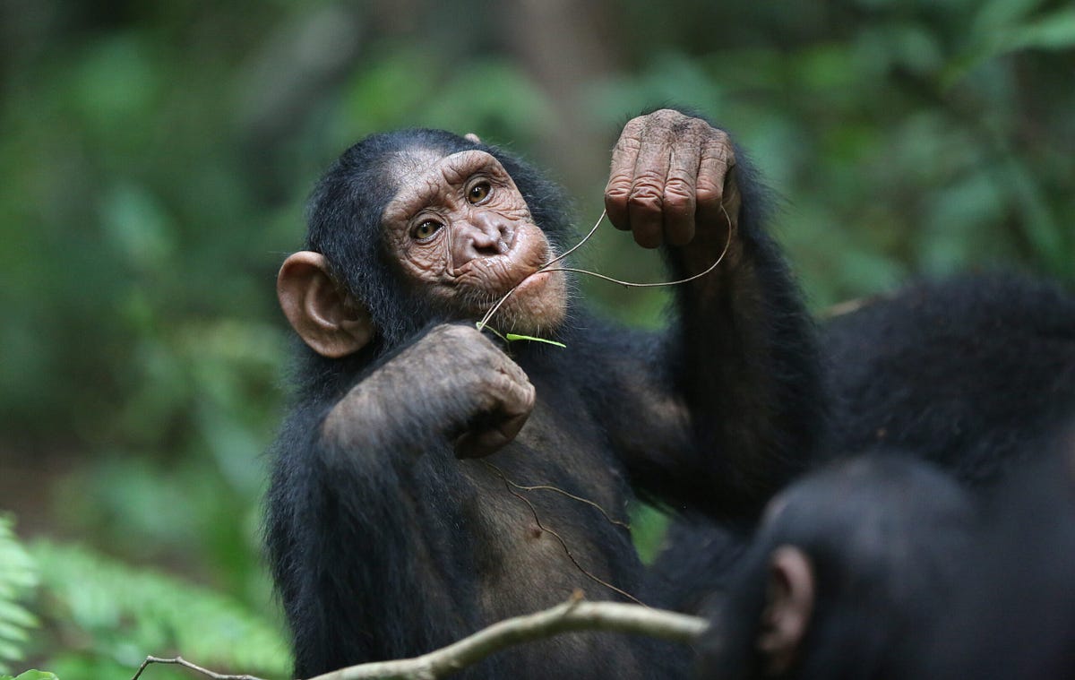 Zoopharmacognosy: Medicine learnt from animals. | by Tarzan Explains ...