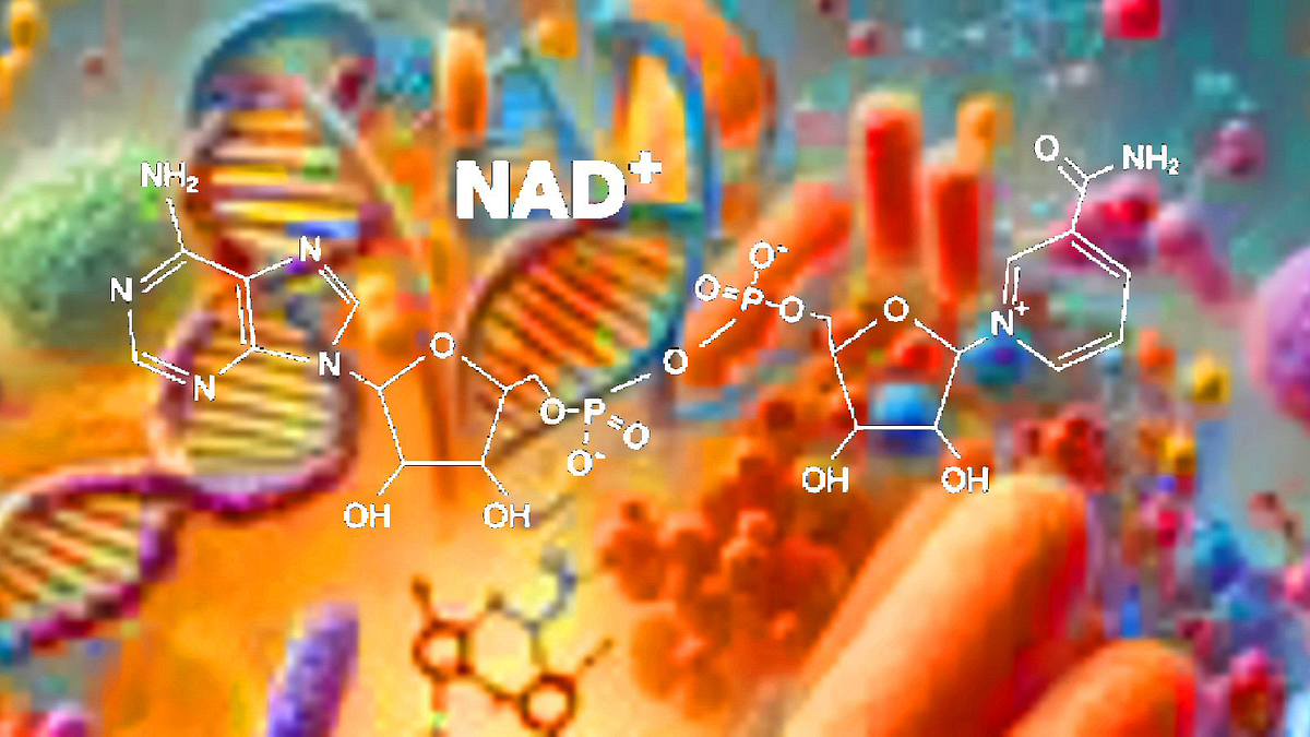 UNDERSTANDING NAD+. NAD+’s Importance in Cellular Functions | by ...