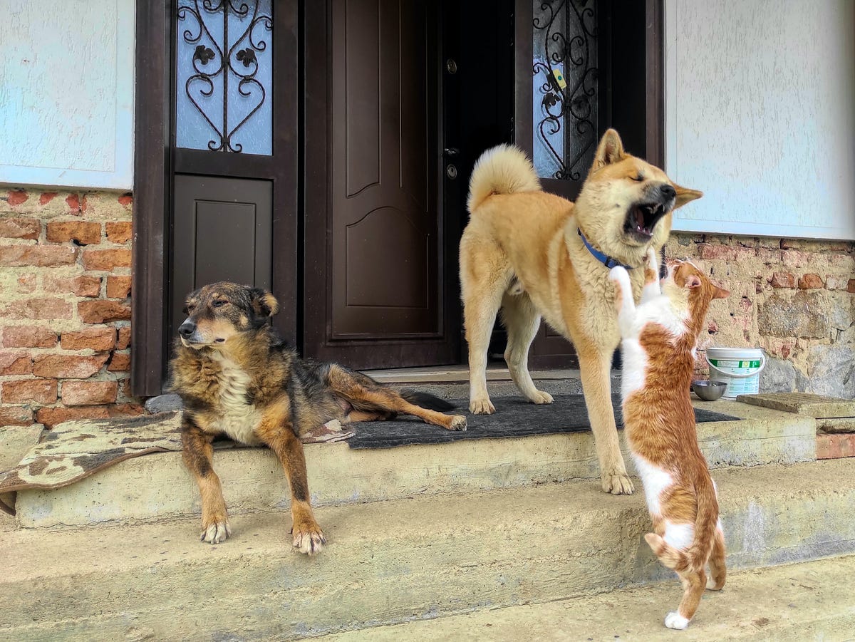 There Is One Crazy Reason Dogs And Cats Do Not Get Along Naturally | by ...