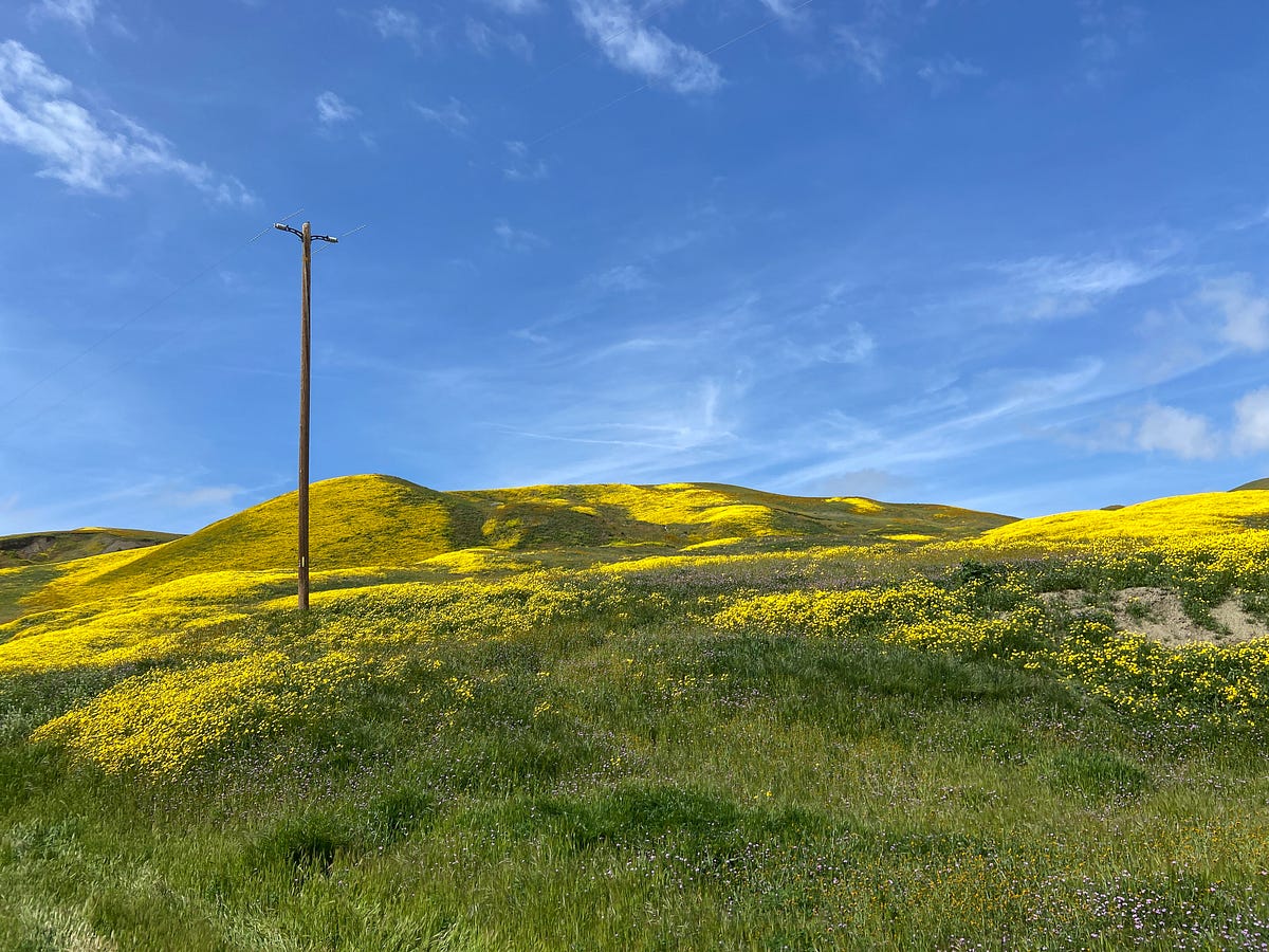 Celebrating California’s 2023 Super Bloom in Eastern San Luis Obispo ...