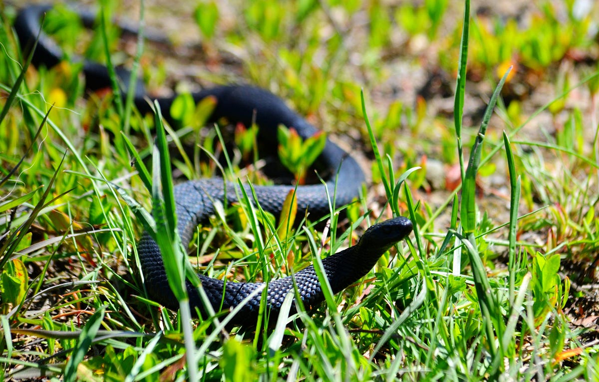 The Life Lessons I Learned from a Snake | by Rick Allen | Dancing ...