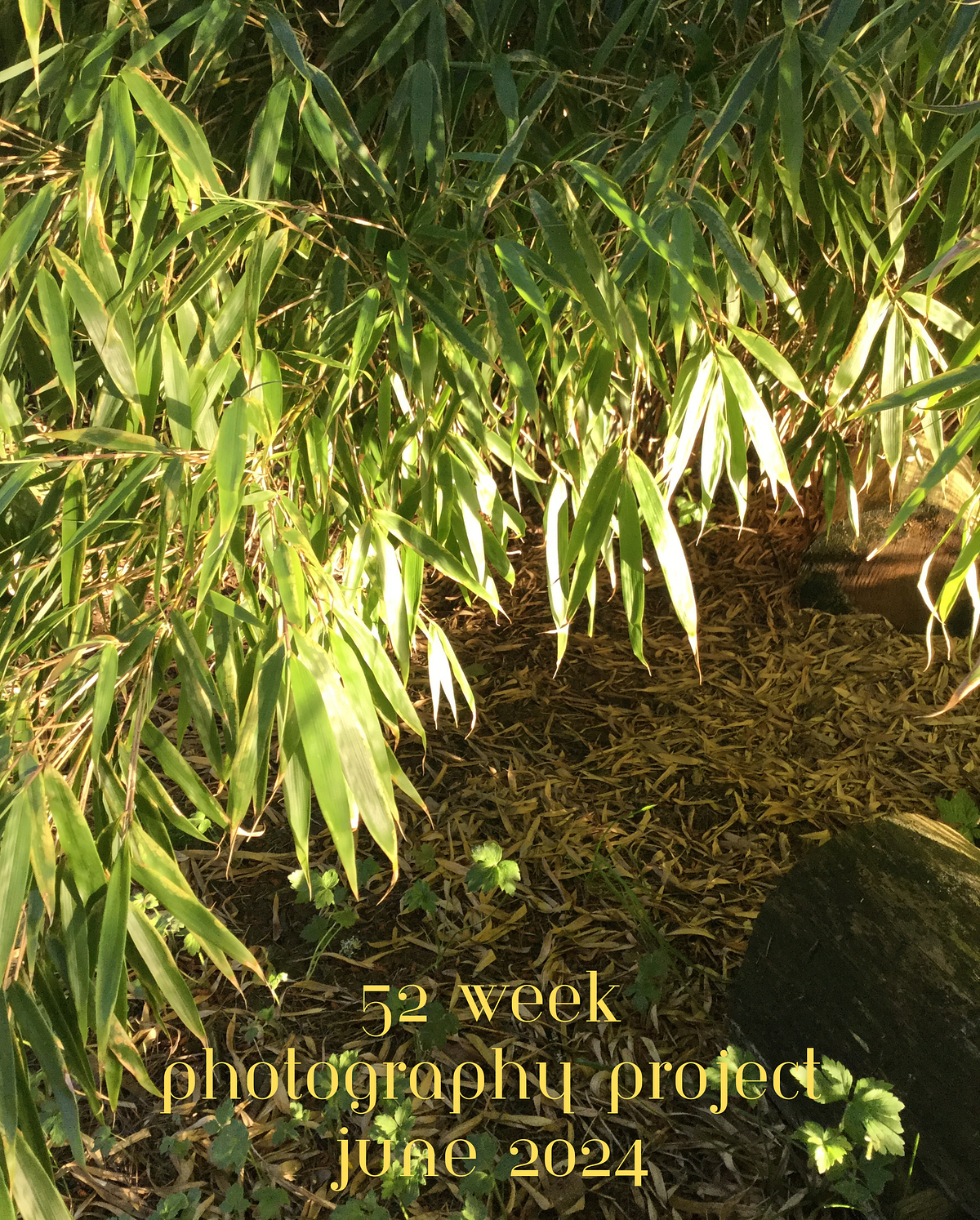52 Week Photography Project. June 2024 Edition — Month 4 of an… | by J ...