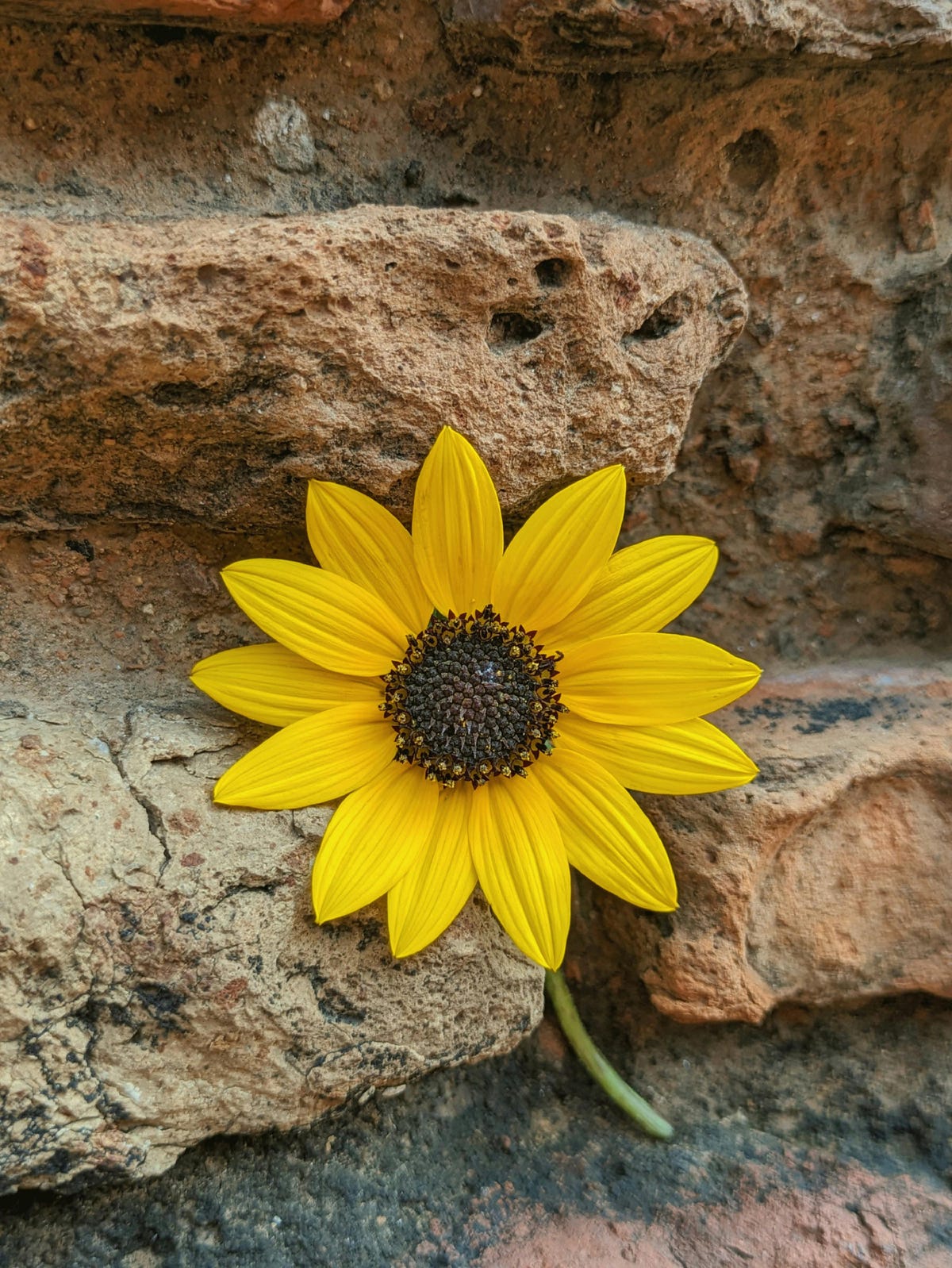 A Tiny Wallflower - A tiny wallflower - Medium