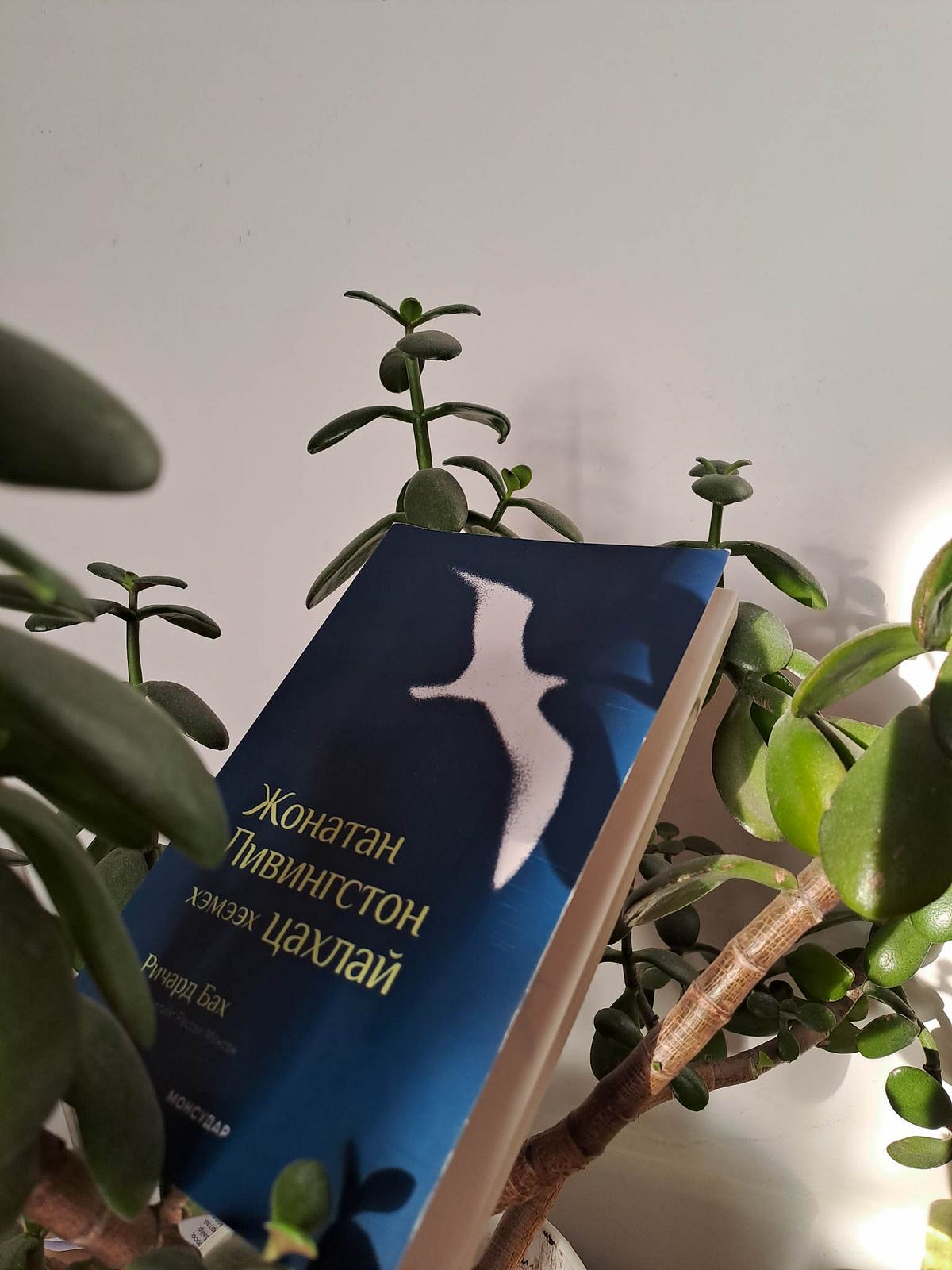 Номын тэмдэглэл 3 Жонатан Ливингстон хэмээх цахлай By Michidmaa Pleiades Medium