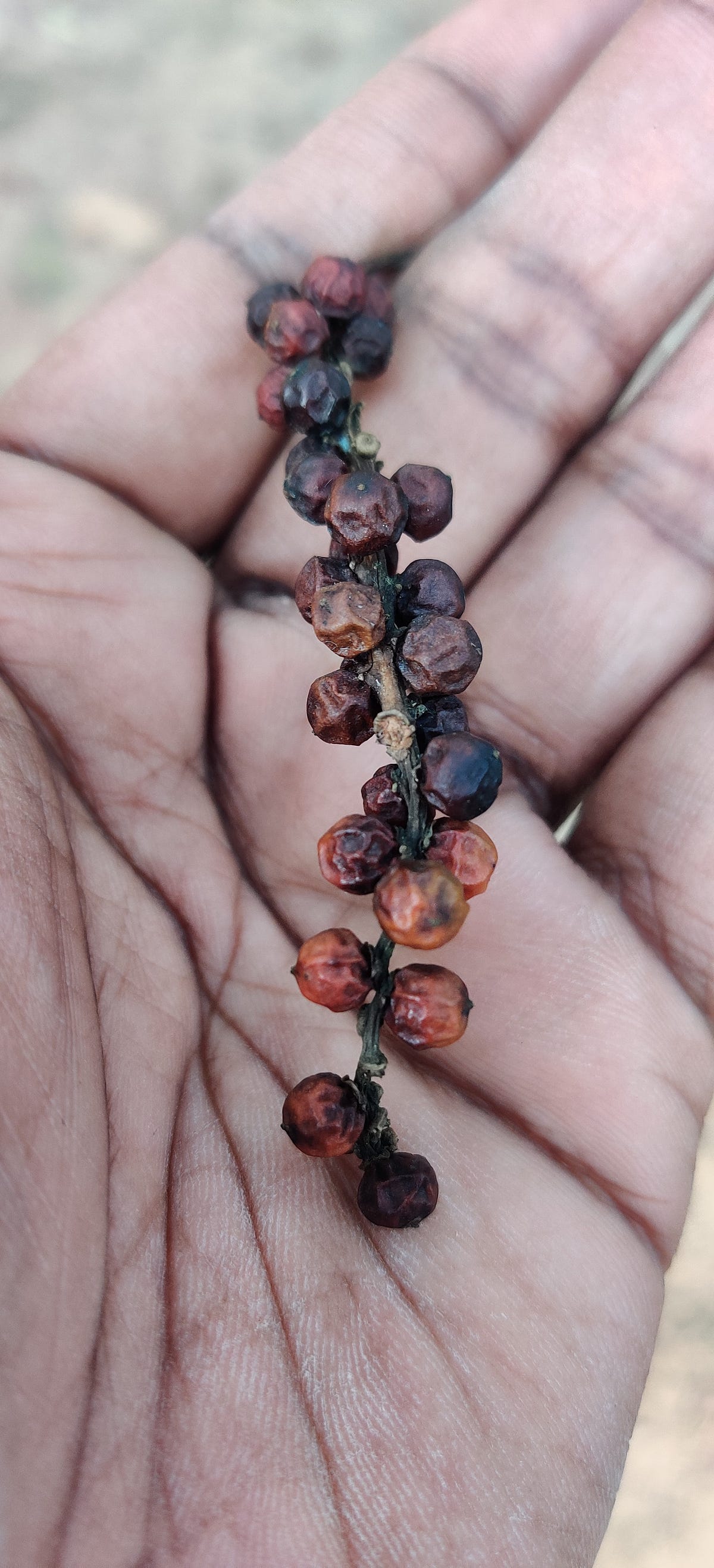 Coorg Pepper- Is there a White Pepper too? | by narahc | Medium
