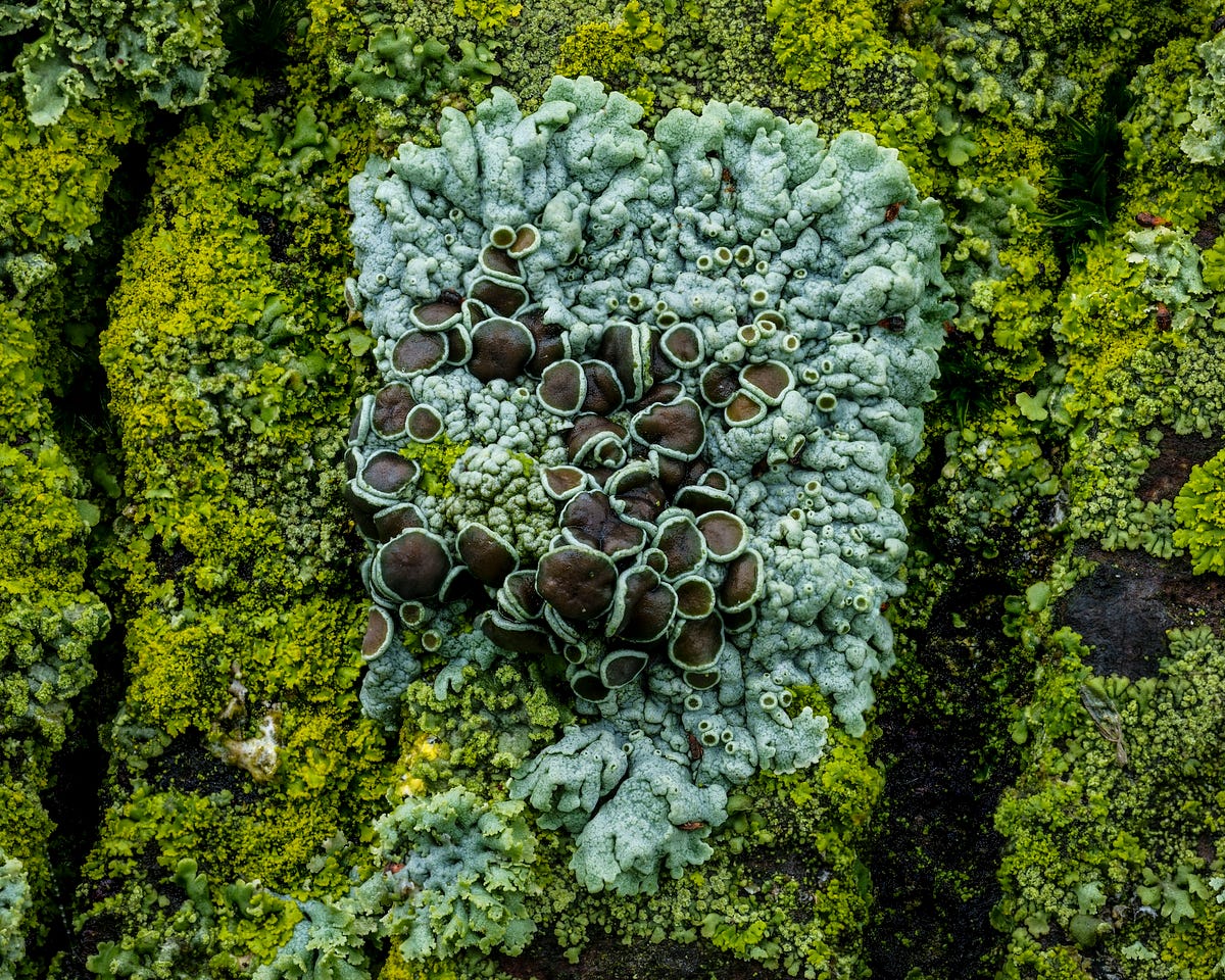 Focus Stacking for Macro Photography | by Dean Wampler | The ...