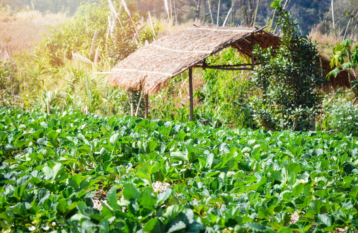 Organic Sustainable Farms. The Global Solution | by Ashley Heacock ...