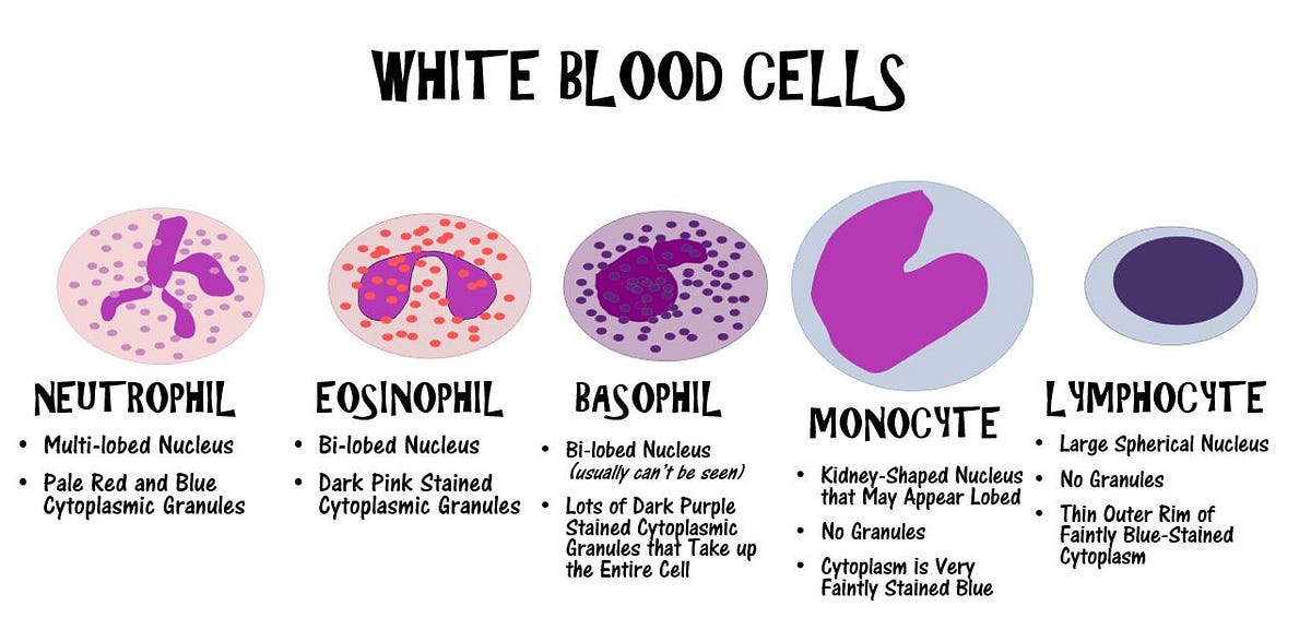 Week 5: Blood Cell Classification | by Tolga Furkan Güler | bbm406f19 ...