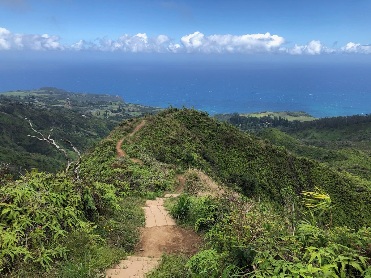 How I Automated the Job Application Process | by Carson West | Medium