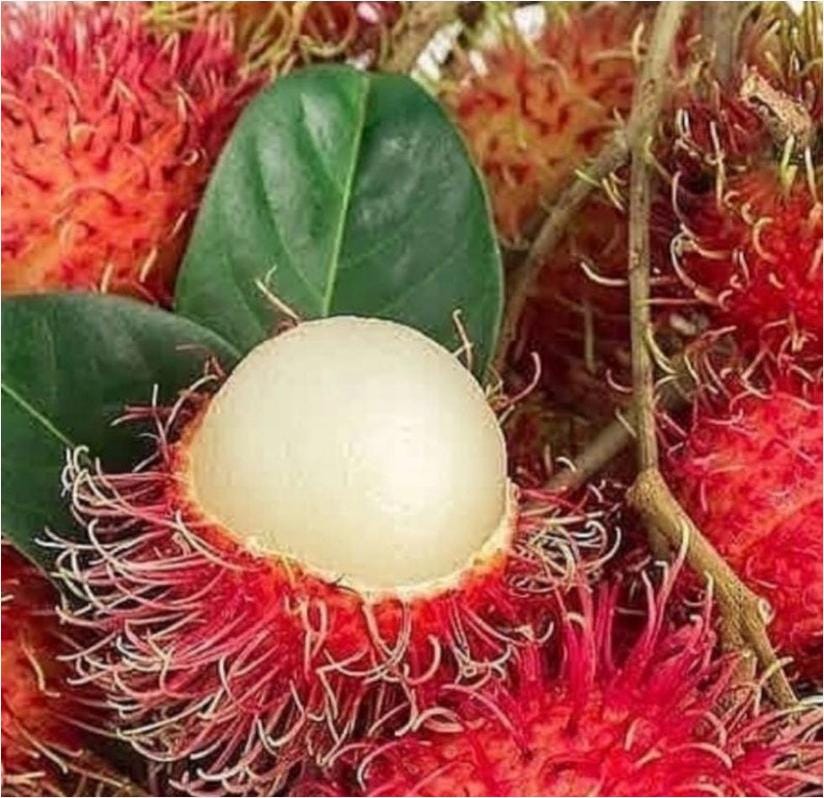 Bibit Rambutan Binjai Pohon Binjaitanaman Buah Pangandaran Terlengkap ...