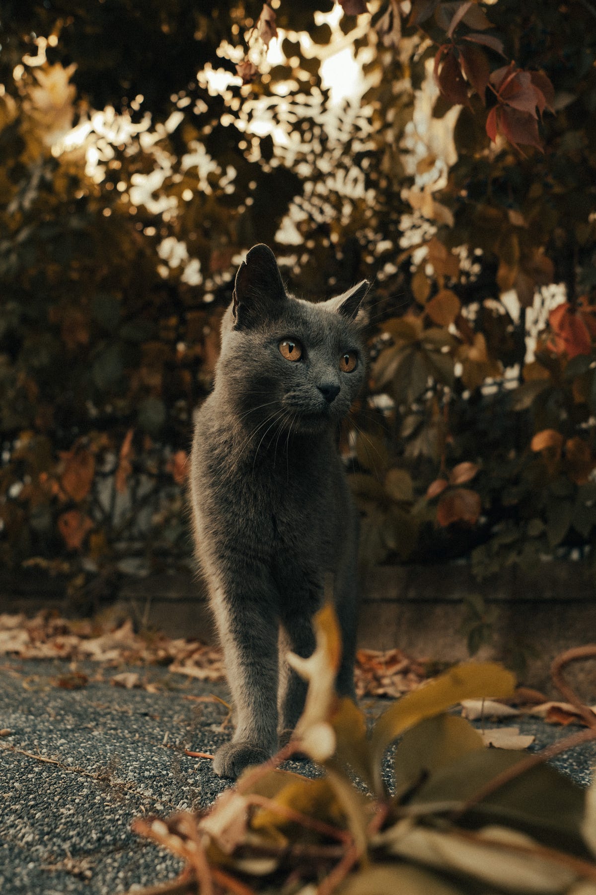 Smokey the Cat. The late-night howler | by BlackRiver | Medium